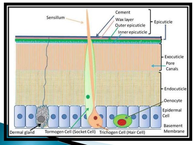 insect morphology and physiology of insect | PPT
