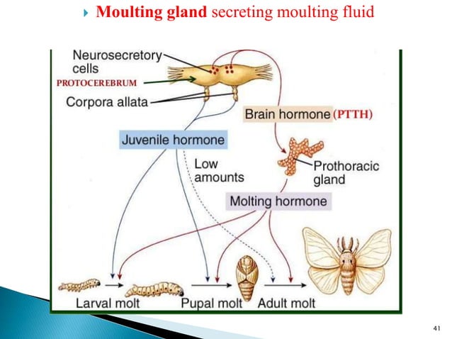 insect morphology and physiology of insect | PPTX | Beekeeping ...