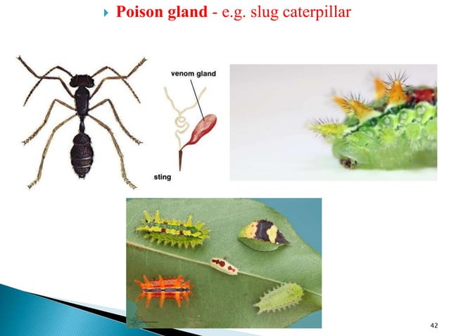 insect morphology and physiology of insect | PPTX | Beekeeping ...