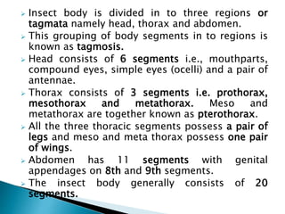 insect morphology and physiology of insect | PPTX