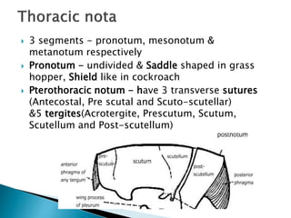 insect morphology and physiology of insect | PPTX