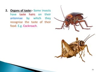 insect morphology and physiology of insect | PPTX