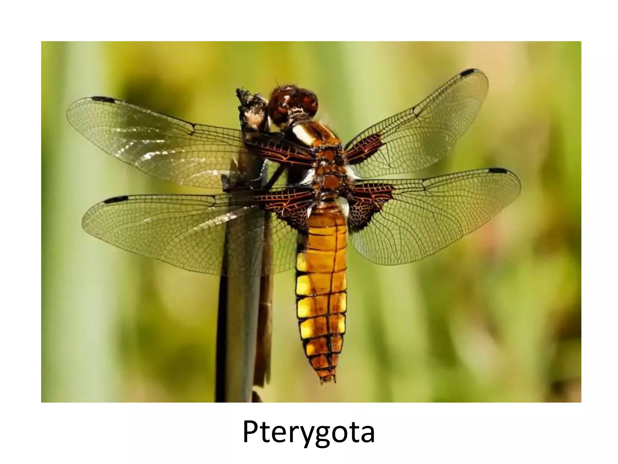 Classification insect wing | PPT