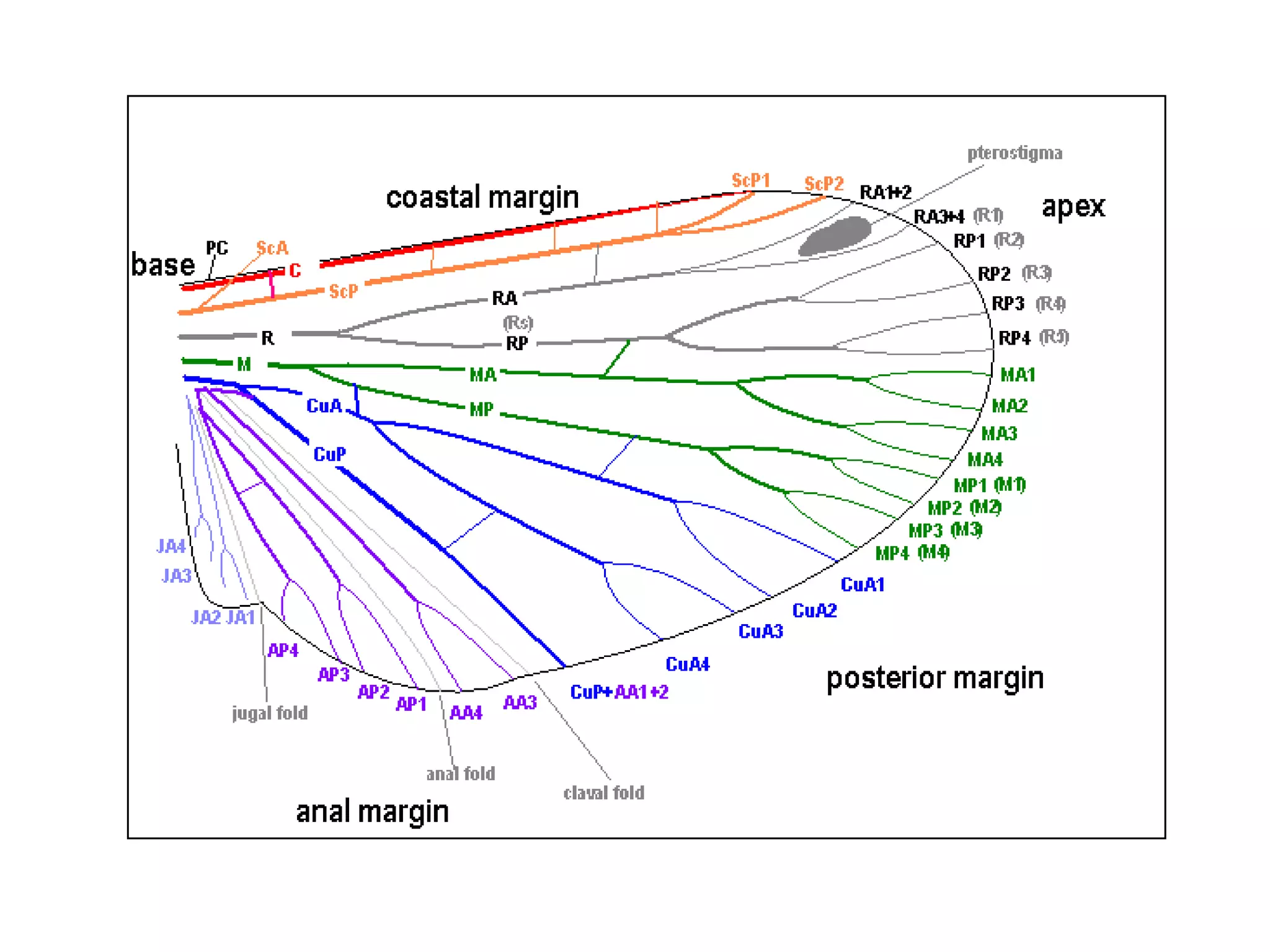 Classification insect wing | PPT