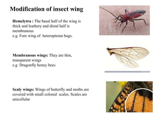 Classification insect wing | PPT