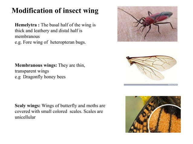 Classification insect wing | PPT