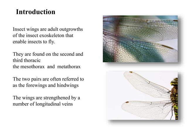 Classification insect wing | PPT