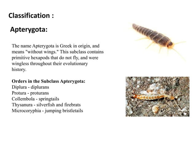Classification insect wing | PPT