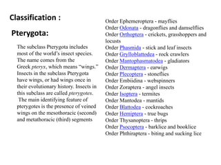 Classification insect wing | PPT