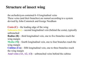 Classification insect wing | PPT