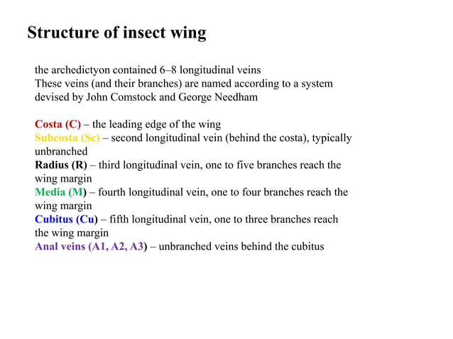 Classification insect wing | PPT