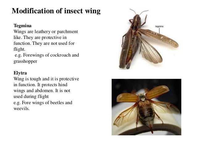 Classification insect wing