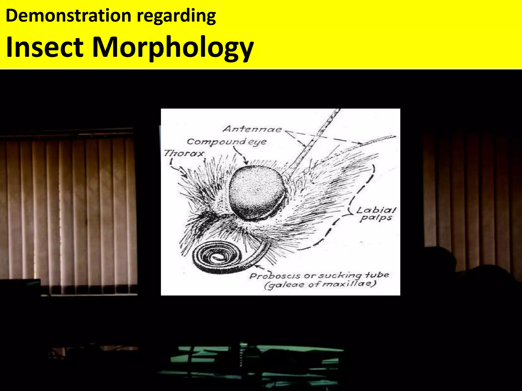 Entomology Laboratory at a glance (Slides 103) | PPTX