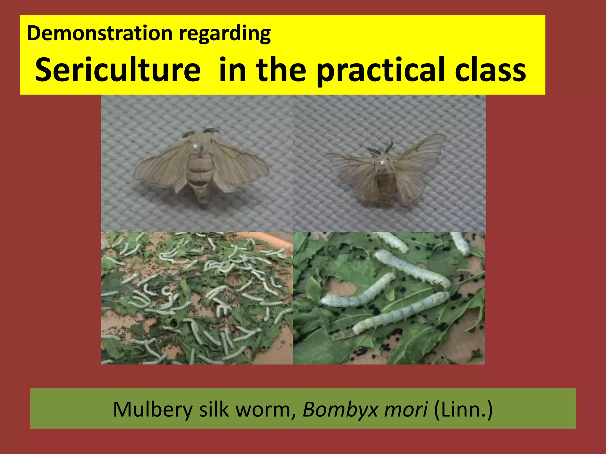 Entomology Laboratory at a glance (Slides 103) | PPTX