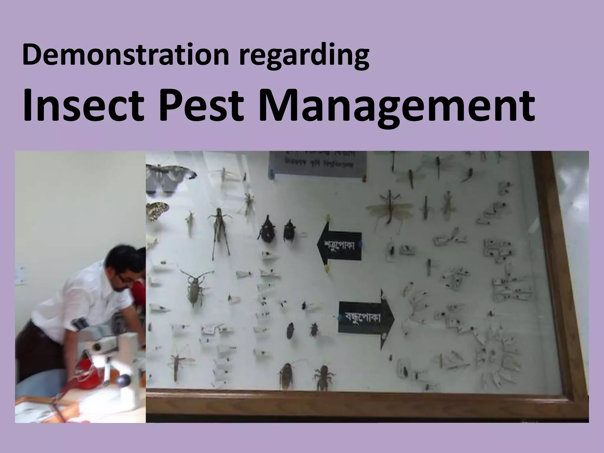 Entomology Laboratory at a glance (Slides 103) | PPTX
