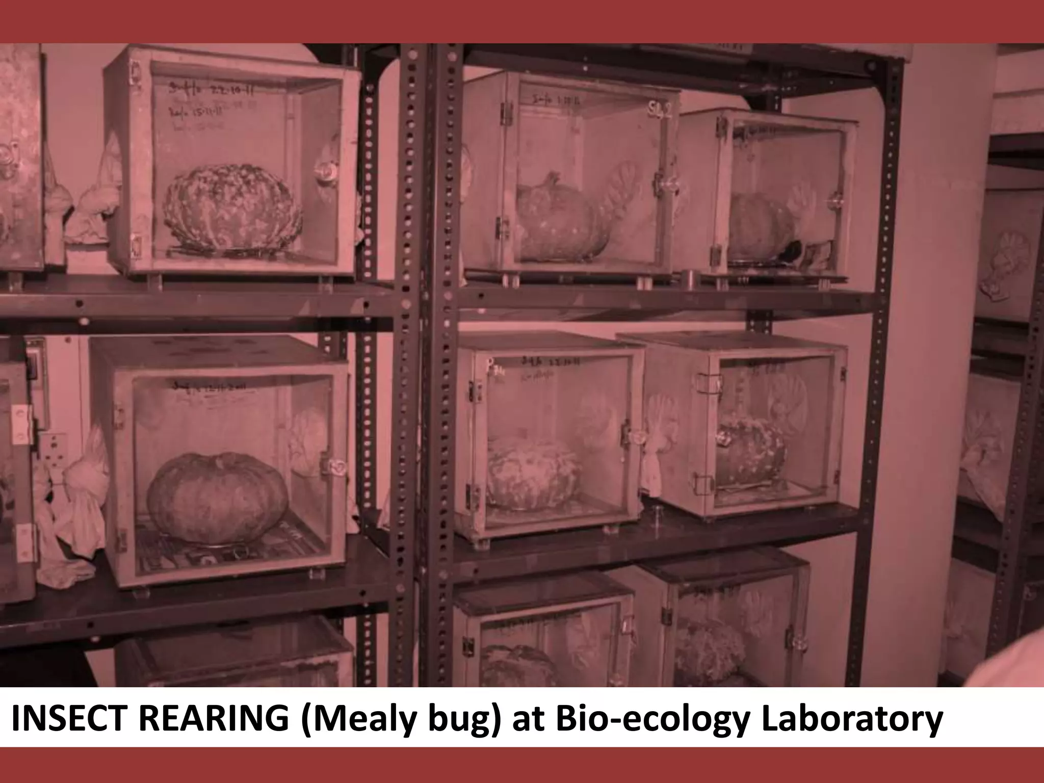 Entomology Laboratory at a glance (Slides 103) | PPTX
