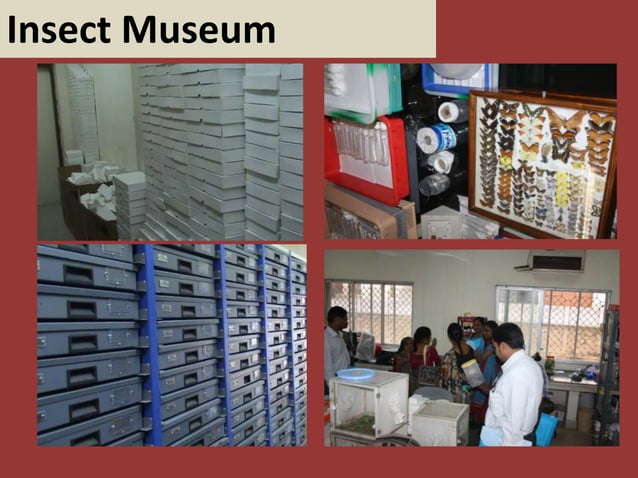 Entomology Laboratory at a glance (Slides 103) | PPTX