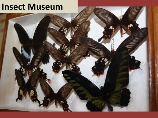 Entomology Laboratory at a glance (Slides 103) | PPTX