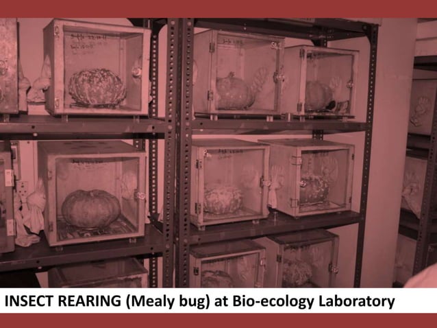 Entomology Laboratory at a glance (Slides 103) | PPTX