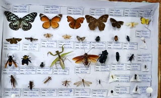 ento.pdf entomology insect and it's appendages | PPT