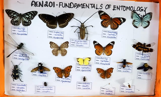 ento.pdf entomology insect and it's appendages | PPT