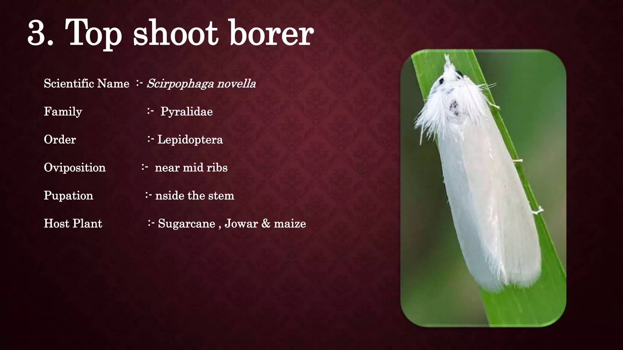 ENTO - 354 Sugarcane Pests 1.pptx