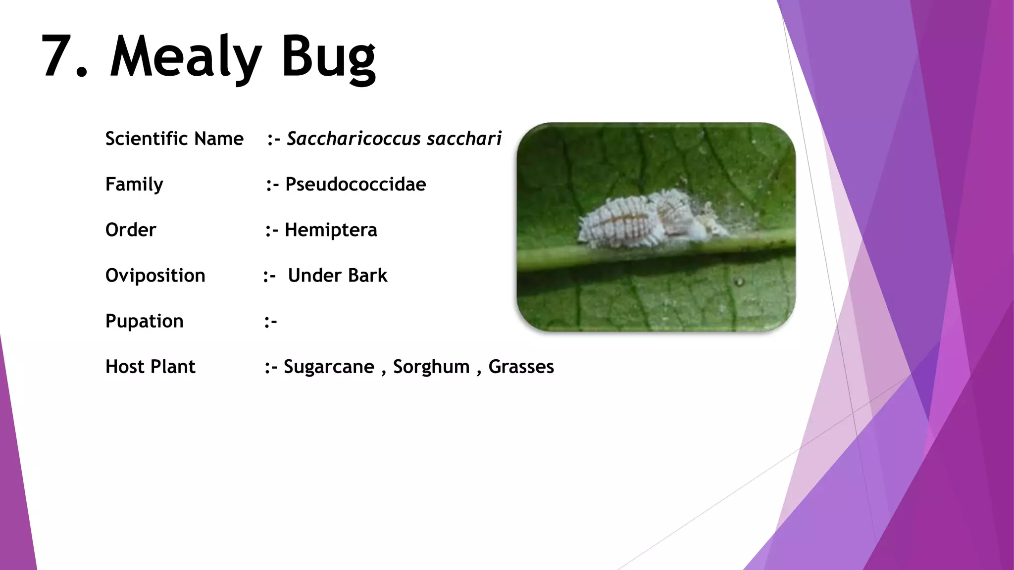 ENTO - 354 Sugarcane Pests 1.pptx