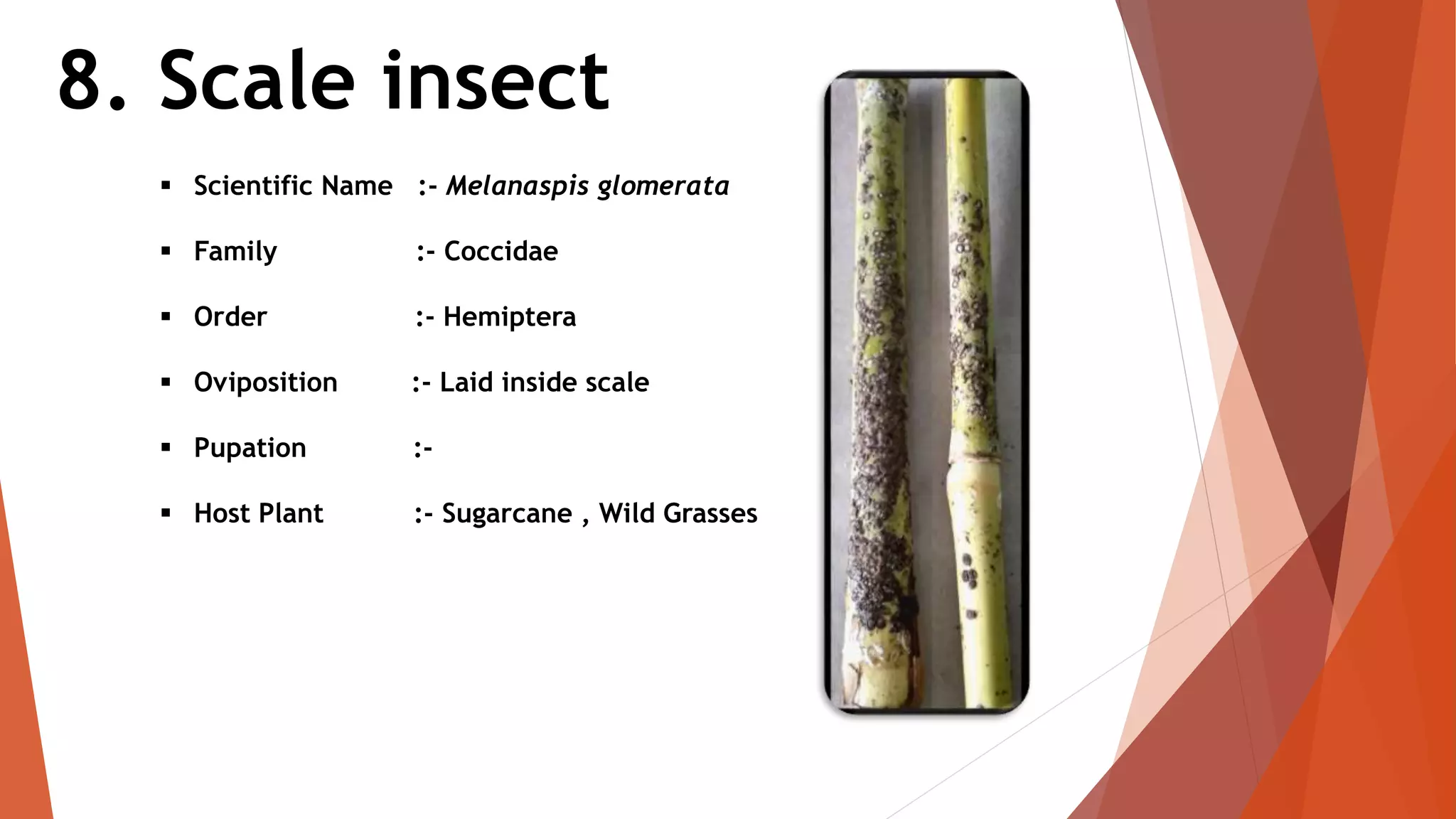 ENTO - 354 Sugarcane Pests 1.pptx