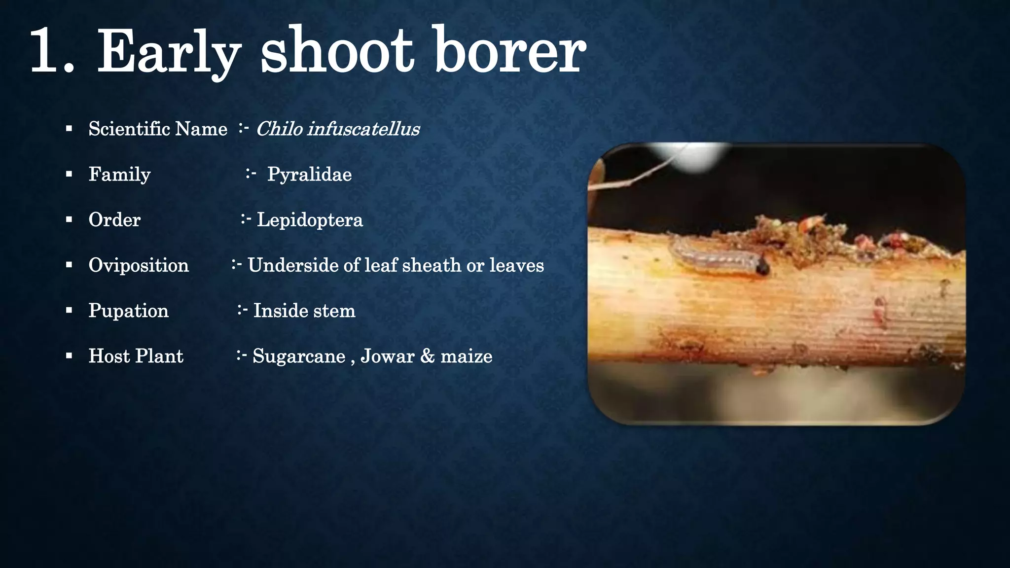 ENTO - 354 Sugarcane Pests 1.pptx