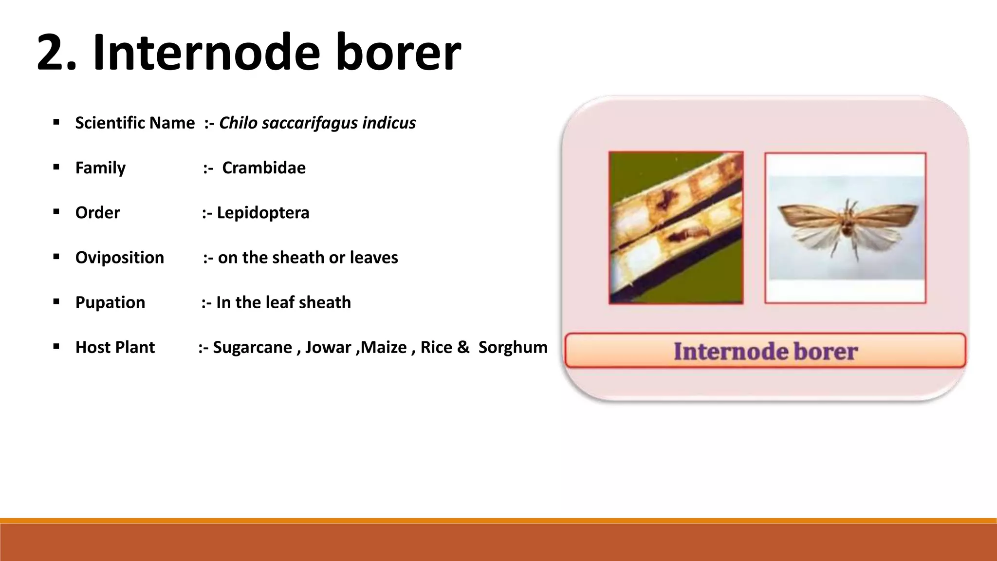 ENTO - 354 Sugarcane Pests 1.pptx