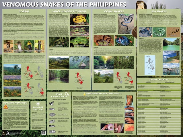 ento-snakes-philippines-poster.pdf snakess.... | PDF