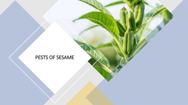 Pest of groundnut, sesame and mustard. | PPT