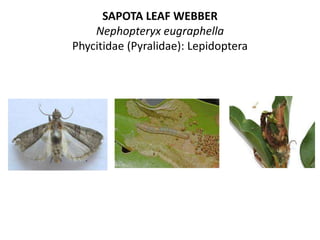 ENTO 331 L 21 Pests of Sapota, Ber, Cashew.pptx