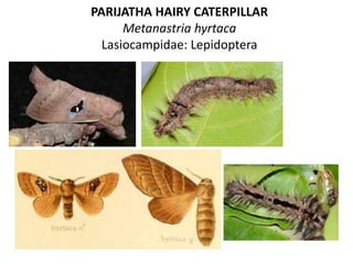 ENTO 331 L 21 Pests of Sapota, Ber, Cashew.pptx