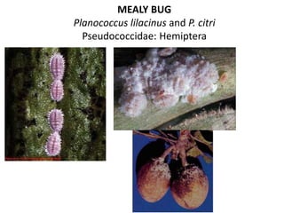 ENTO 331 L 21 Pests of Sapota, Ber, Cashew.pptx
