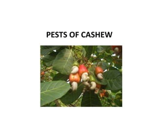 ENTO 331 L 21 Pests of Sapota, Ber, Cashew.pptx