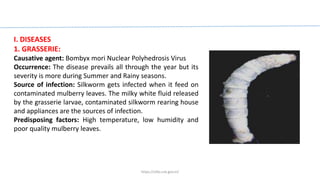 ento 332 caja-2020-027.pptx