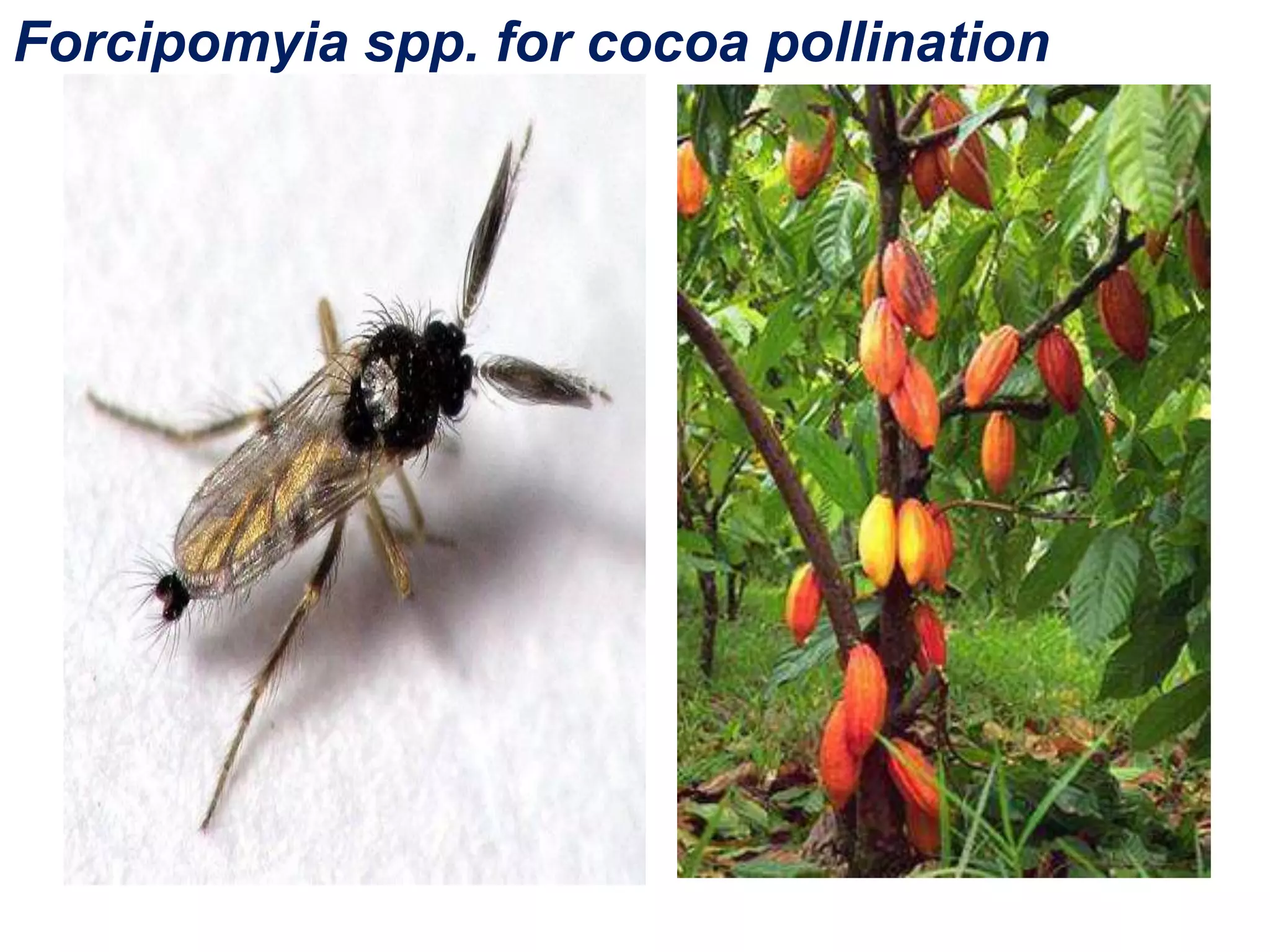ENTO 332_Lec No.1_Importance of Beneficial Insects.pptx