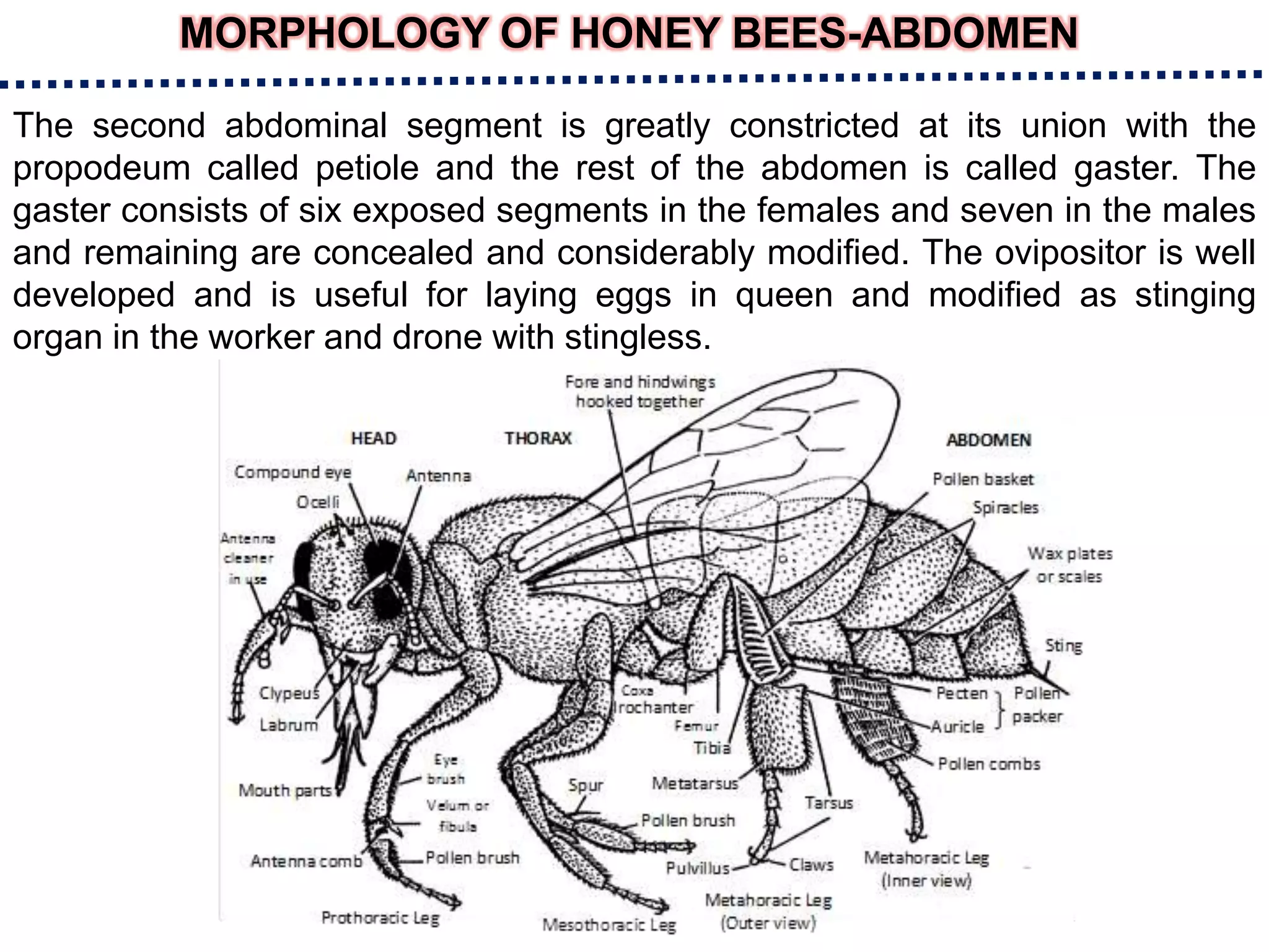 ENTO 332_Lec No.2_Morphology of Honey Bees.pptx