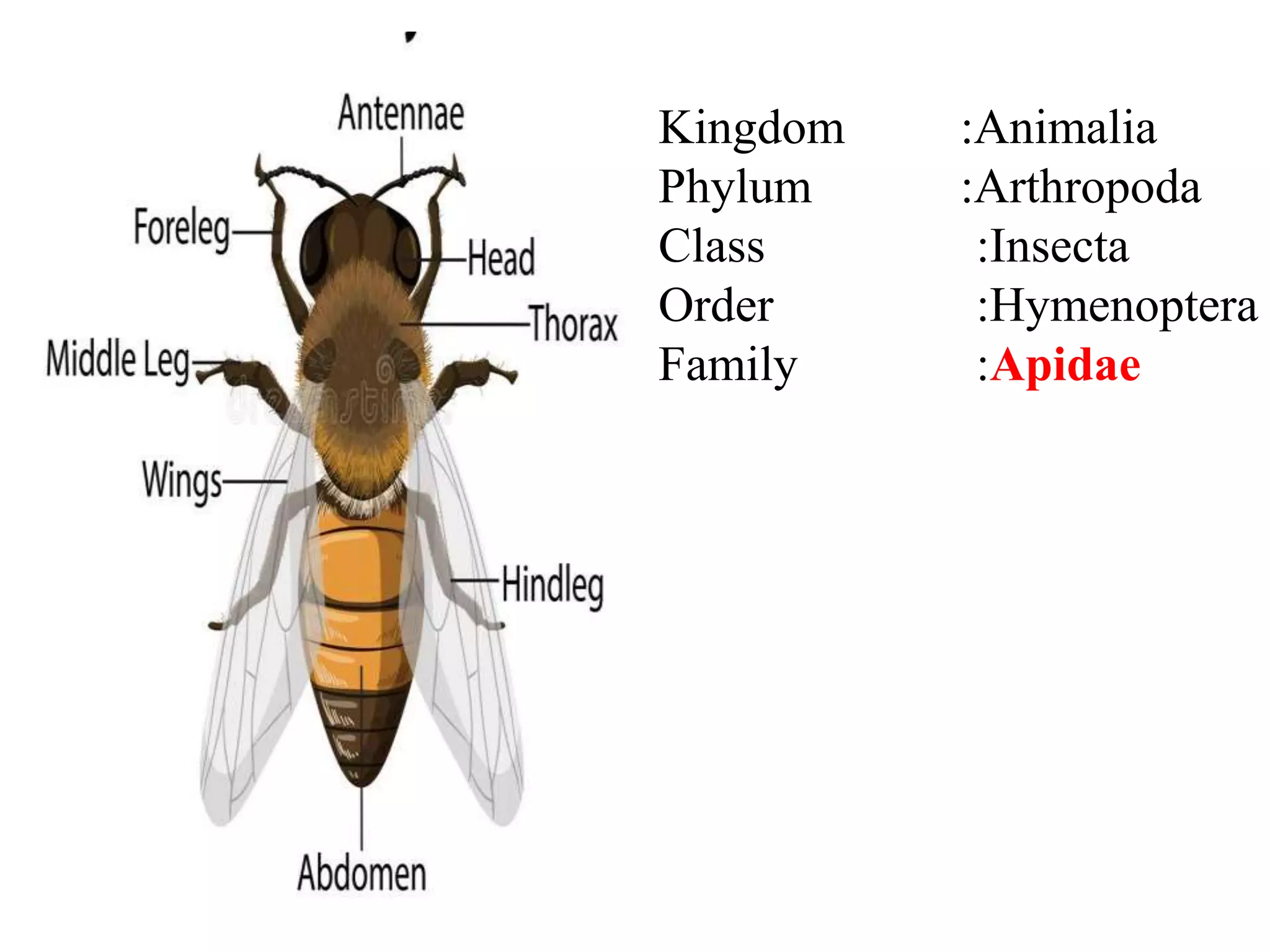ENTO 332_Lec No.2_Morphology of Honey Bees.pptx
