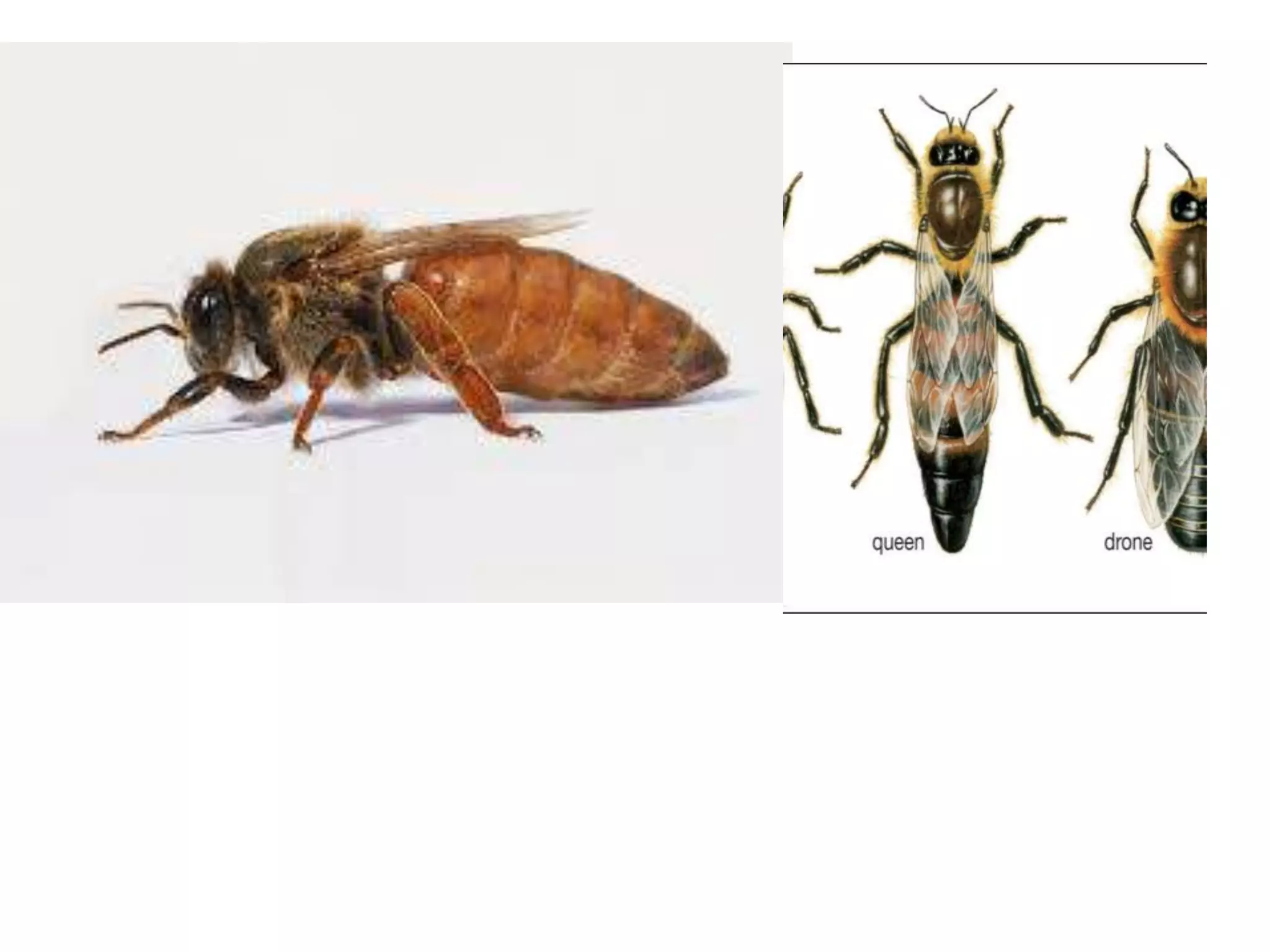 ENTO 332_Lec No.2_Morphology of Honey Bees.pptx