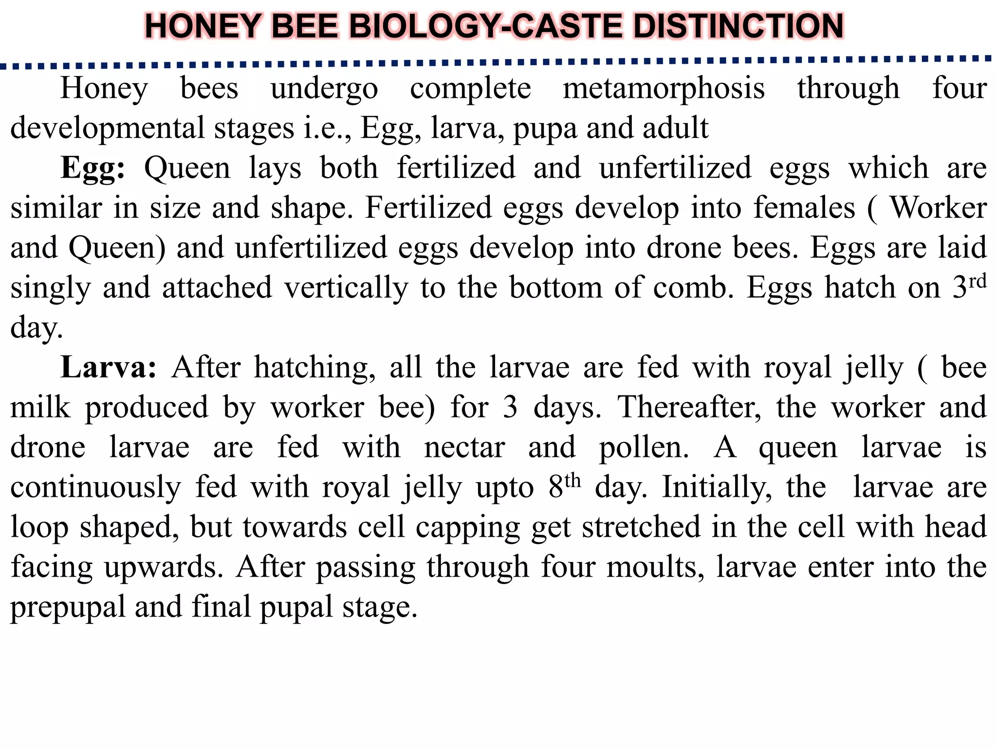 ENTO 332_Lec No.2_Morphology of Honey Bees.pptx