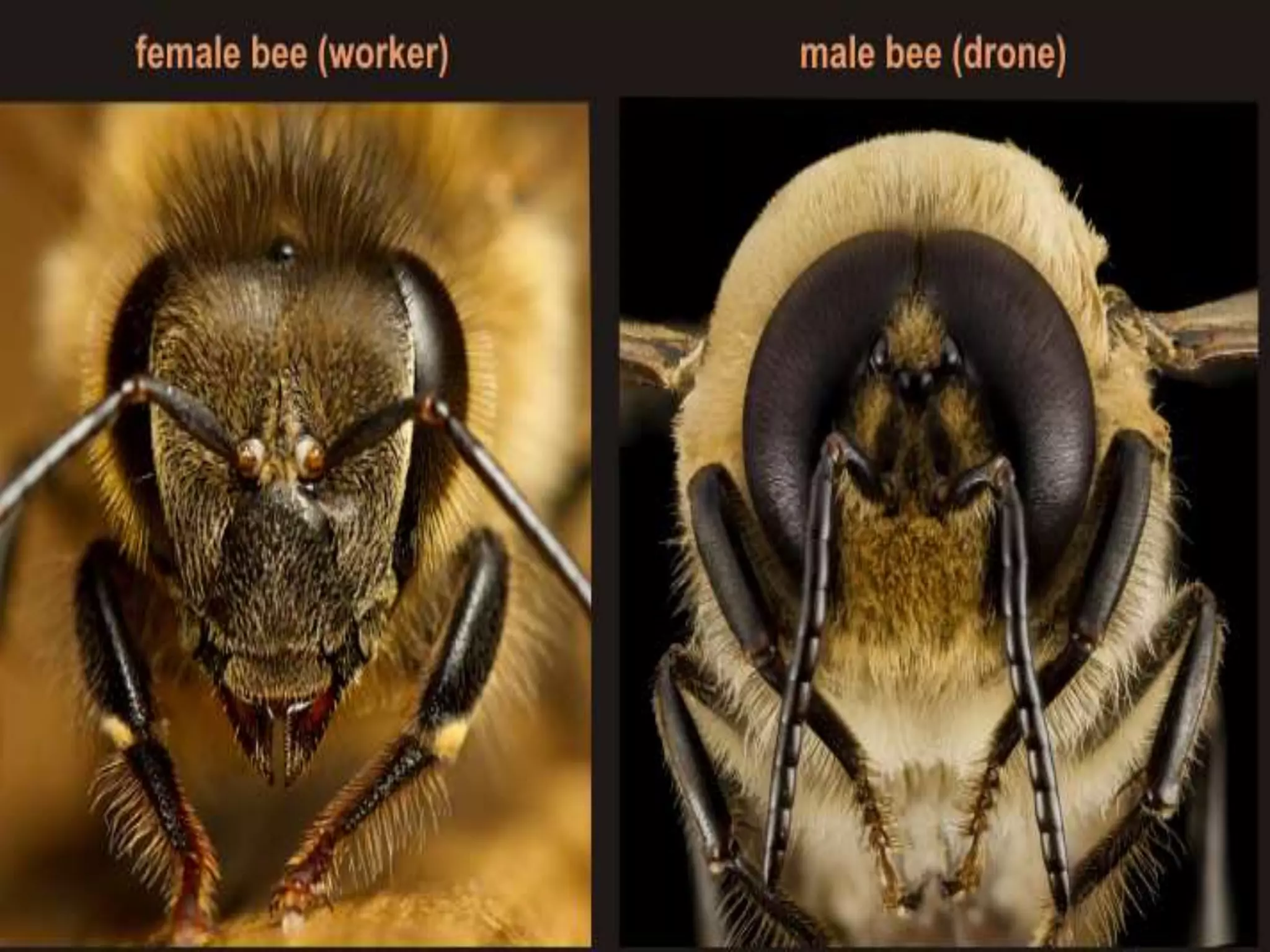 ENTO 332_Lec No.2_Morphology of Honey Bees.pptx
