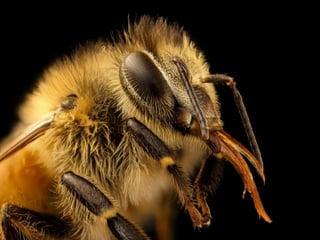 ENTO 332_Lec No.2_Morphology of Honey Bees.pptx