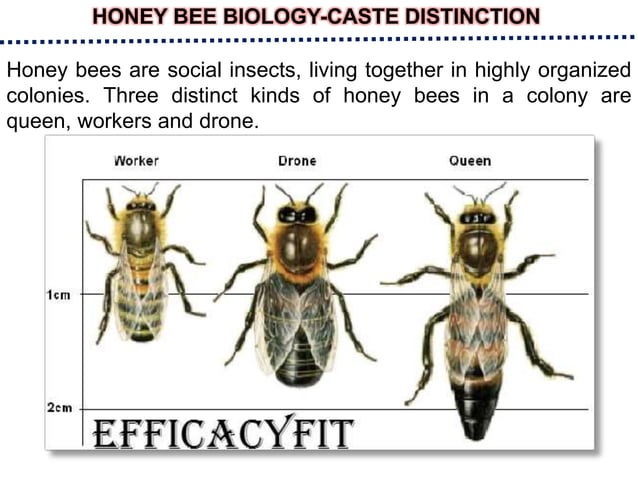 ENTO 332_Lec No.2_Morphology of Honey Bees.pptx | Beekeeping | Hobbies ...
