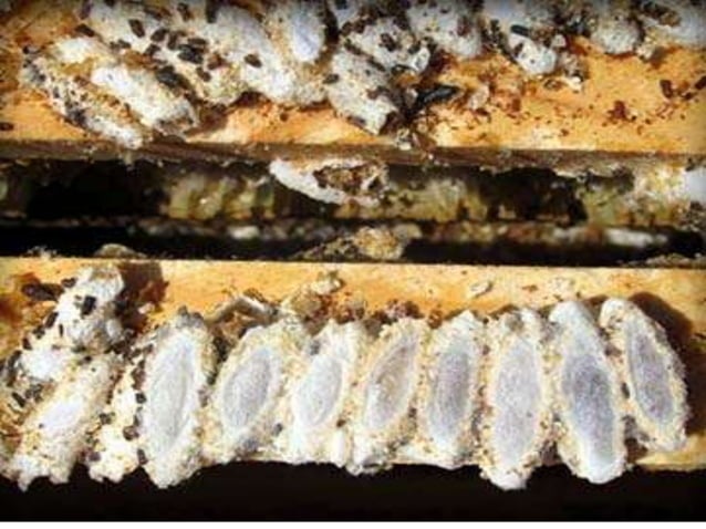 ENTO 332_Lec No.6_Pests and Diseases of Honey Bees.pptx