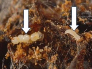ENTO 332_Lec No.6_Pests and Diseases of Honey Bees.pptx