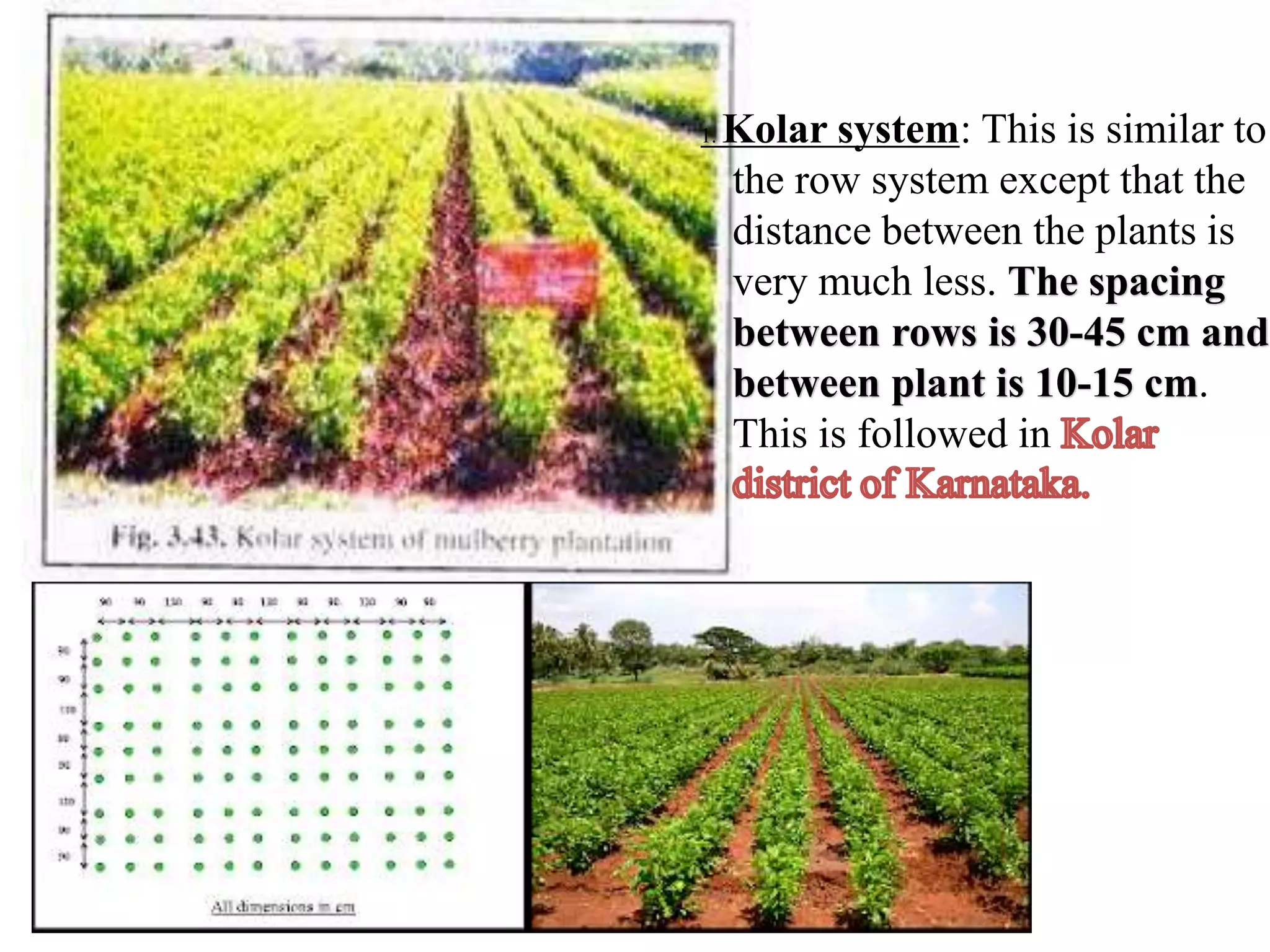 ENTO 332_Lec No.7_Moriculture.ppt