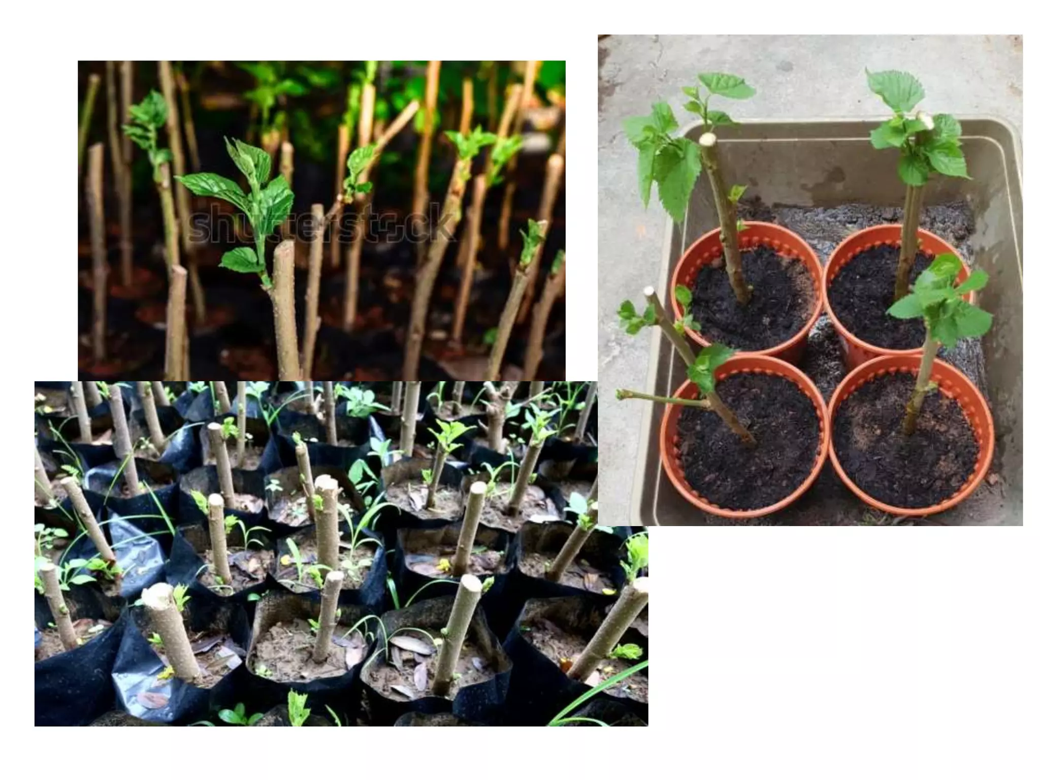 ENTO 332_Lec No.7_Moriculture.ppt