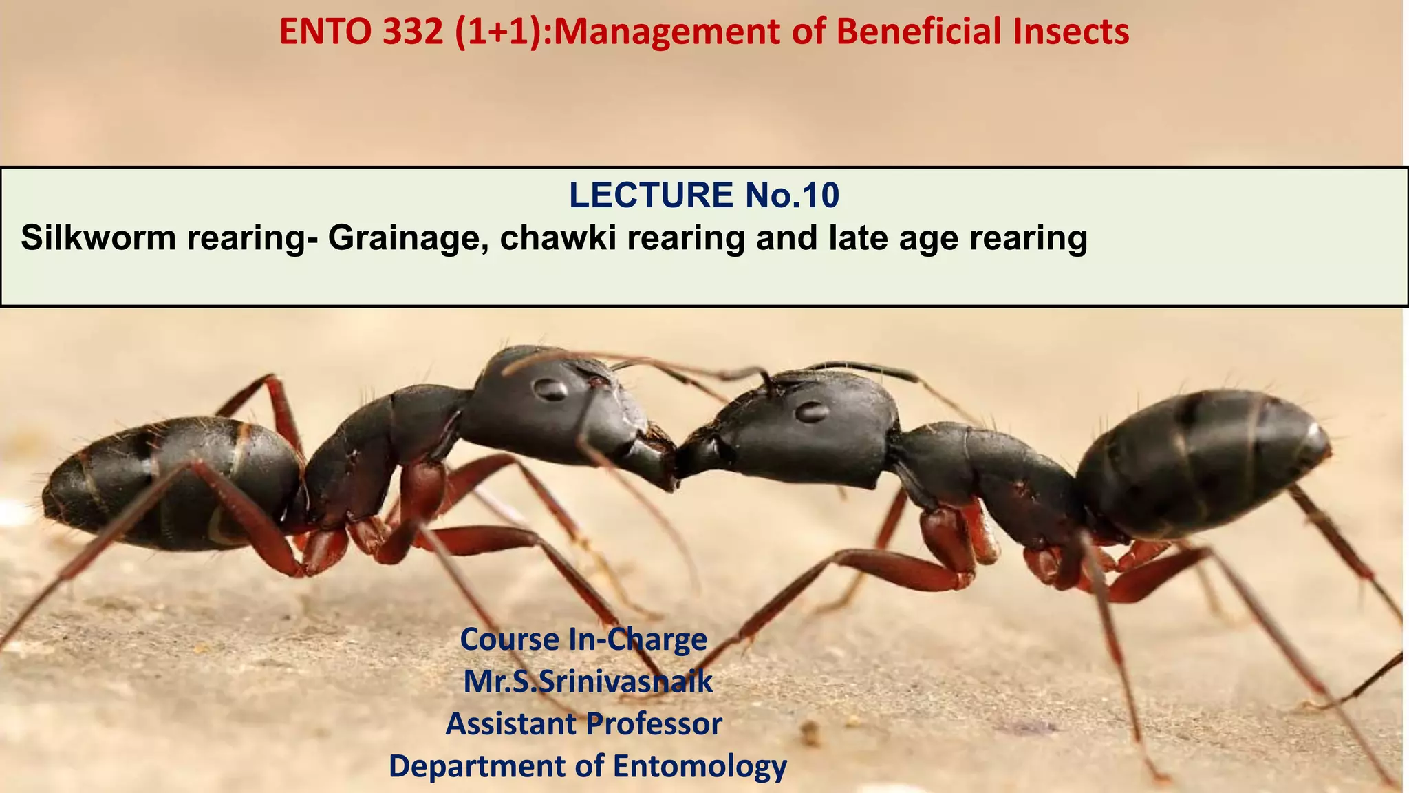 ENTO 332_Lec No.10_Grainage and Chawki and Late age rearing.pptx